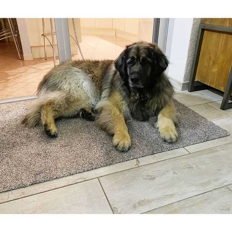 Tapis d'entrée sur mesure Karpet : coton absorbant, antidérapant ...